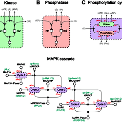 A hierarchical and thermodynamic model of the MAPK cascade.