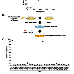 Generation of rho- and rho0 Colonies over Time upon Addition of EtBr.