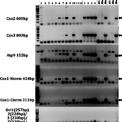 Colony PCR after HS x rho+ Reveals Remnants of rho+ mtDNA.
