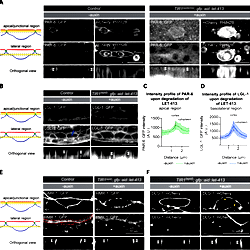 Loss of LET-413 causes junction impairment but does not affect the ...