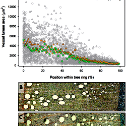 Overview of tree ring in 2019.