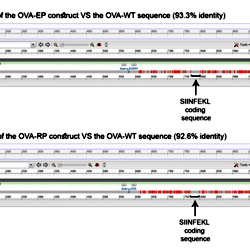 OVA-construct alignment, showing point mutations (red lines) in the ...