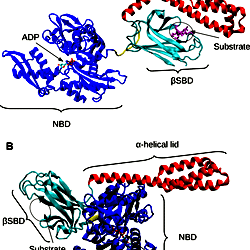 Structural overview of DnaK in substrate-bound and -unbound states.