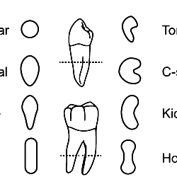 External root morphologies.