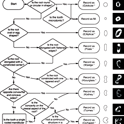 Flow chart for determining and recording phenotype element 4—external ...
