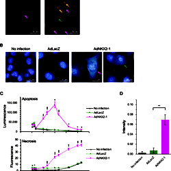 Apoptosis and necrosis detection in BHP18-21v cells after adenoviral ...