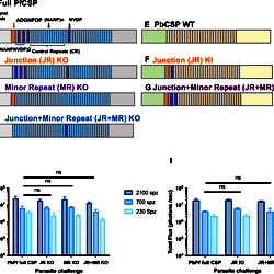 Schematics of CSP versions expressed by Pb transgenic parasite lines ...