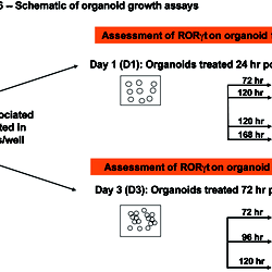 Schematic of Patient-derived organoids (PDO) growth & formation assays.