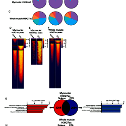 Epigenetic differences between whole muscle and myonuclei and muscle types.