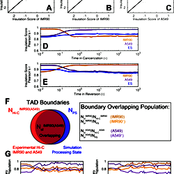 TAD structural formation.