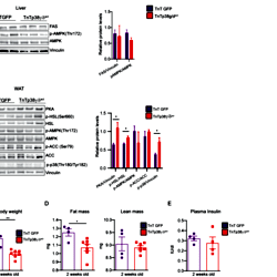 Cardiac-specific p38γ/δact overexpression have impact on whole-body ...
