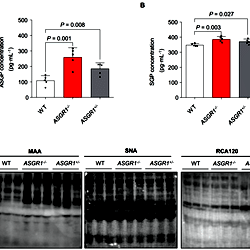 The plasma glycoprotein levels of ASGR1-deficient pigs and WT controls.