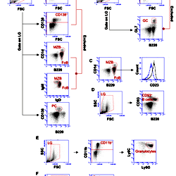 Gating strategies for flow cytometry analysis.