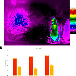 IRT image and measurements.