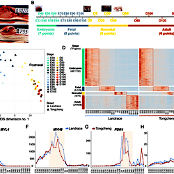 Global view of the pig skeletal muscle transcriptome.