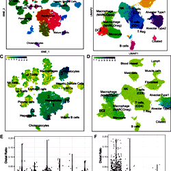Cluster definitions for single cell RNA-seq data.