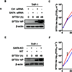 SAFA deficiency promotes SFTSV replication.