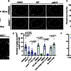 Meteorin acts as a molecular determinant of CNG.