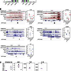 Confirmation of ChIP-seq and RNA-seq results by qPCR.