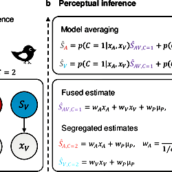 Bayesian Causal Inference and the possible roles of attentional control.