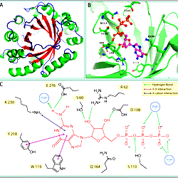 Molecular modelling and docking.