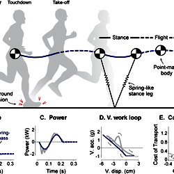 Human running and the Spring-mass model.