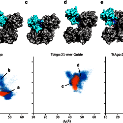 Domain mobility during H-REMD with domain-domain center-of-mass ...