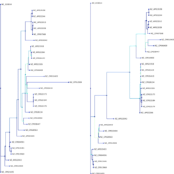 Comparison between the phylogeny of the ColE1 ori and gene repB.