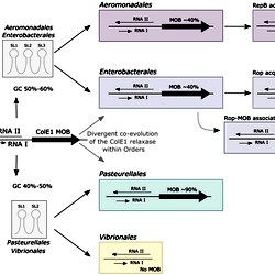 Evolutionary history of the ColE1 plasmids.