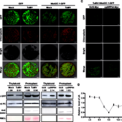 TuMV infection interferes with the localization of AOC.1.