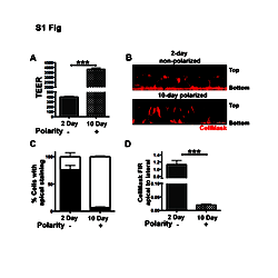 The barrier function of non-polarized and polarized T84 epithelial cell ...