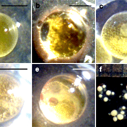 Unfertilized and fertilized ova.