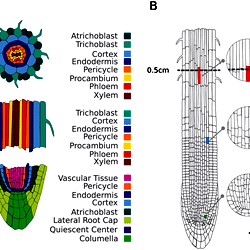 The Arabidopsis root tip system.