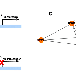 RAR/RXR pathway is an example of WGD importance.