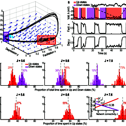 Single population exhibiting Up and Down states.