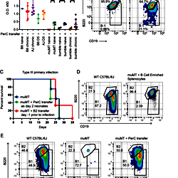 Assessing PerC reconstitutions by serum IgM ELISAs and flow cytometry ...