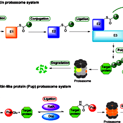 Ubiquitin-proteasome system in eukaryotes and Pup-proteasome system in ...