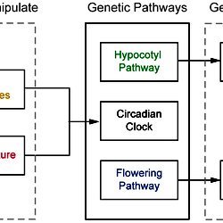 Regulatory pathways relating light input, circadian clock and output ...