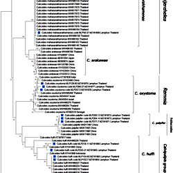 Maximum likelihood (ML) phylogenetic tree using the GTR+G+T model with 1,000 bootstrap ...