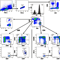 Gating strategy for sorting of different T-cell populations.