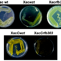 Modifications of Xanthomonas axonopodis pv. citri Lipopolysaccharide ...