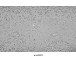 Dispase-based junctional protein tensor assay of S180 cells expressing ...