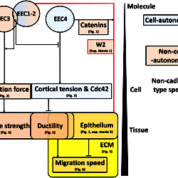 Proposed model depicting the influence of EEC1-4 domains on cell ...
