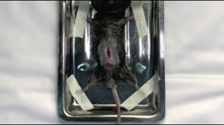 Procedure to ligate loops.