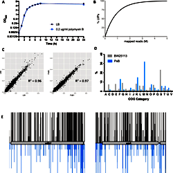 Screening the BW25113 transposon library in sub-inhibitory ...