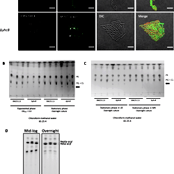 The yhcB mutant contains extra membrane and has an altered cell envelope.