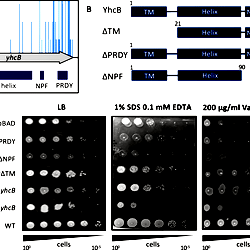 The structural and functional contribution of the domains of YhcB.