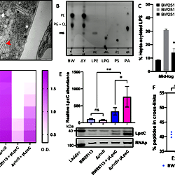 The yhcB mutant contains extra membrane and has an altered cell envelope.