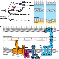 The pathways of cell envelope biosynthesis and relationship with YhcB.