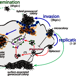Model of macrophage colonization and invasion by gonococcal colonies.